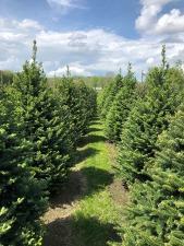 Paul Bunyan's Farm | Barn & Greenhouse | Western MA