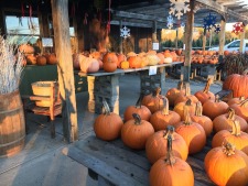 Paul Bunyan's Farm | Christmas Tree Farm